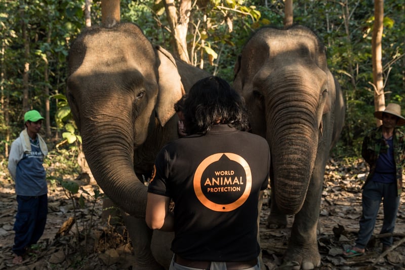 Elephant Bill - ett nytt lagförslag som ska skydda elefanter