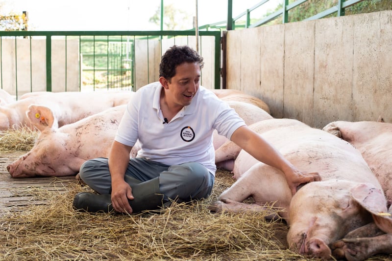 Grisar får bättre liv på farm i Colombia