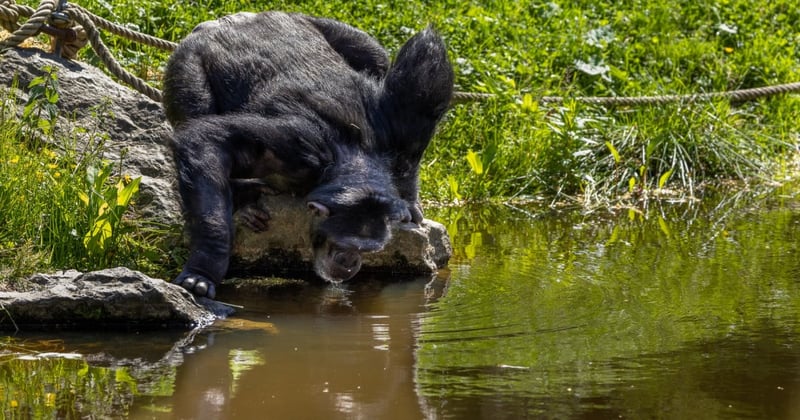 Dödsskjutningarna av schimpanser en i raden av allvarliga händelser